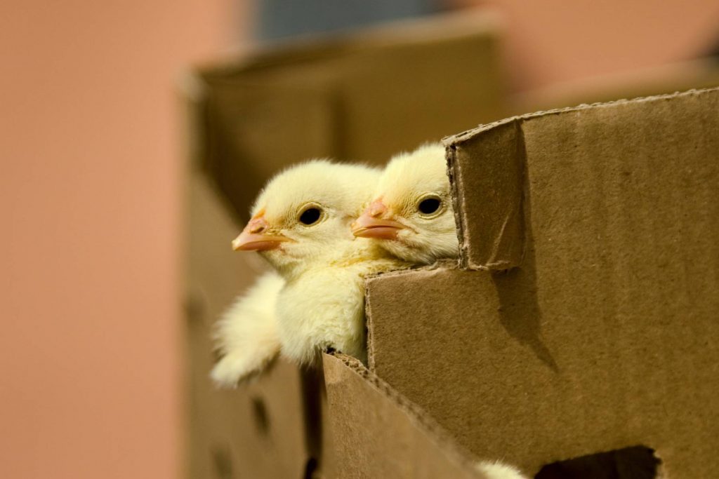 How to Order Baby Chicks in the Mail - Backyard Poultry